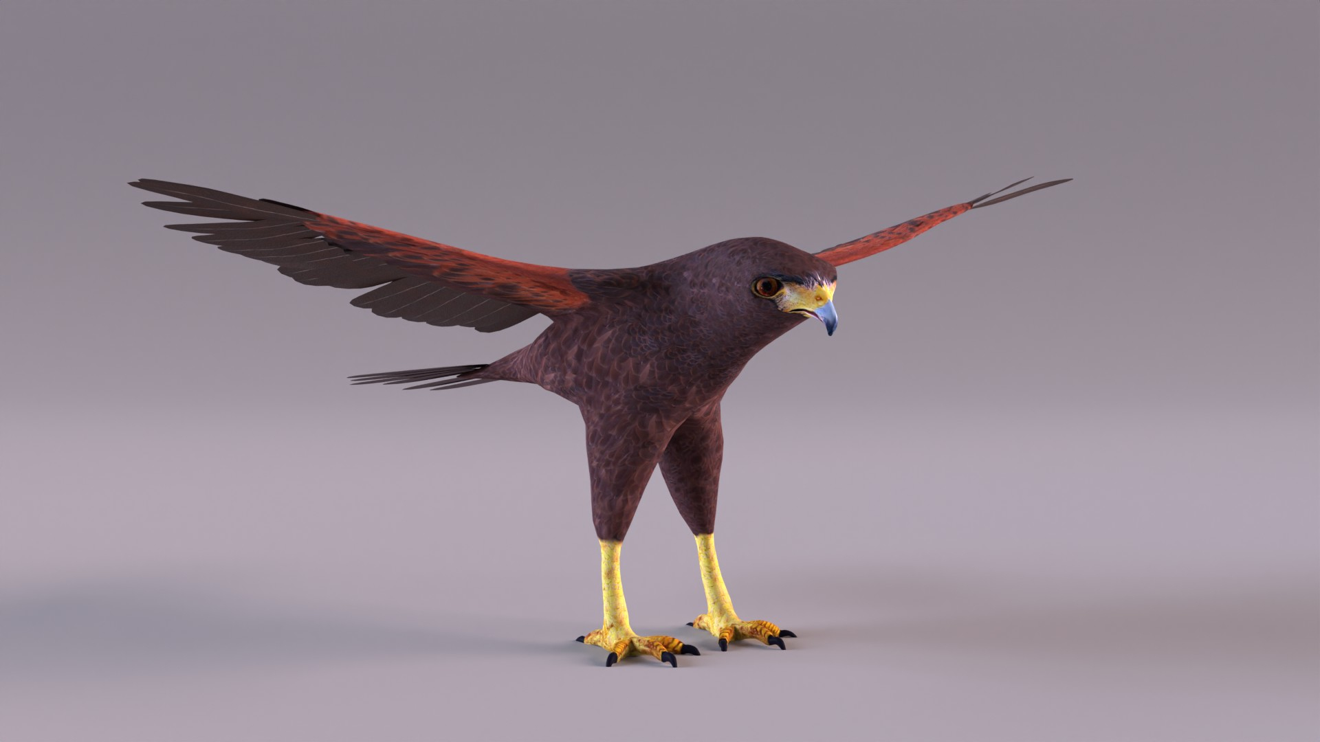 3D harris hawk model - TurboSquid 1201244