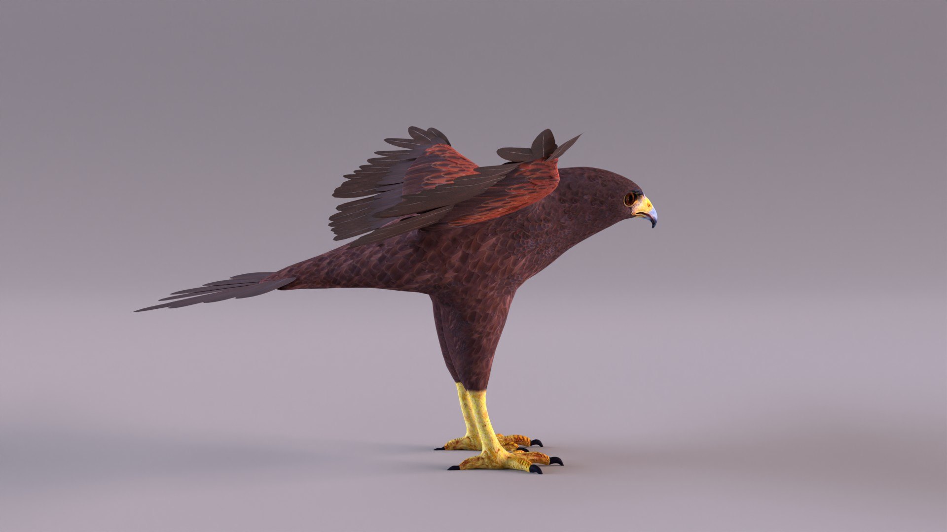 3D harris hawk model - TurboSquid 1201244