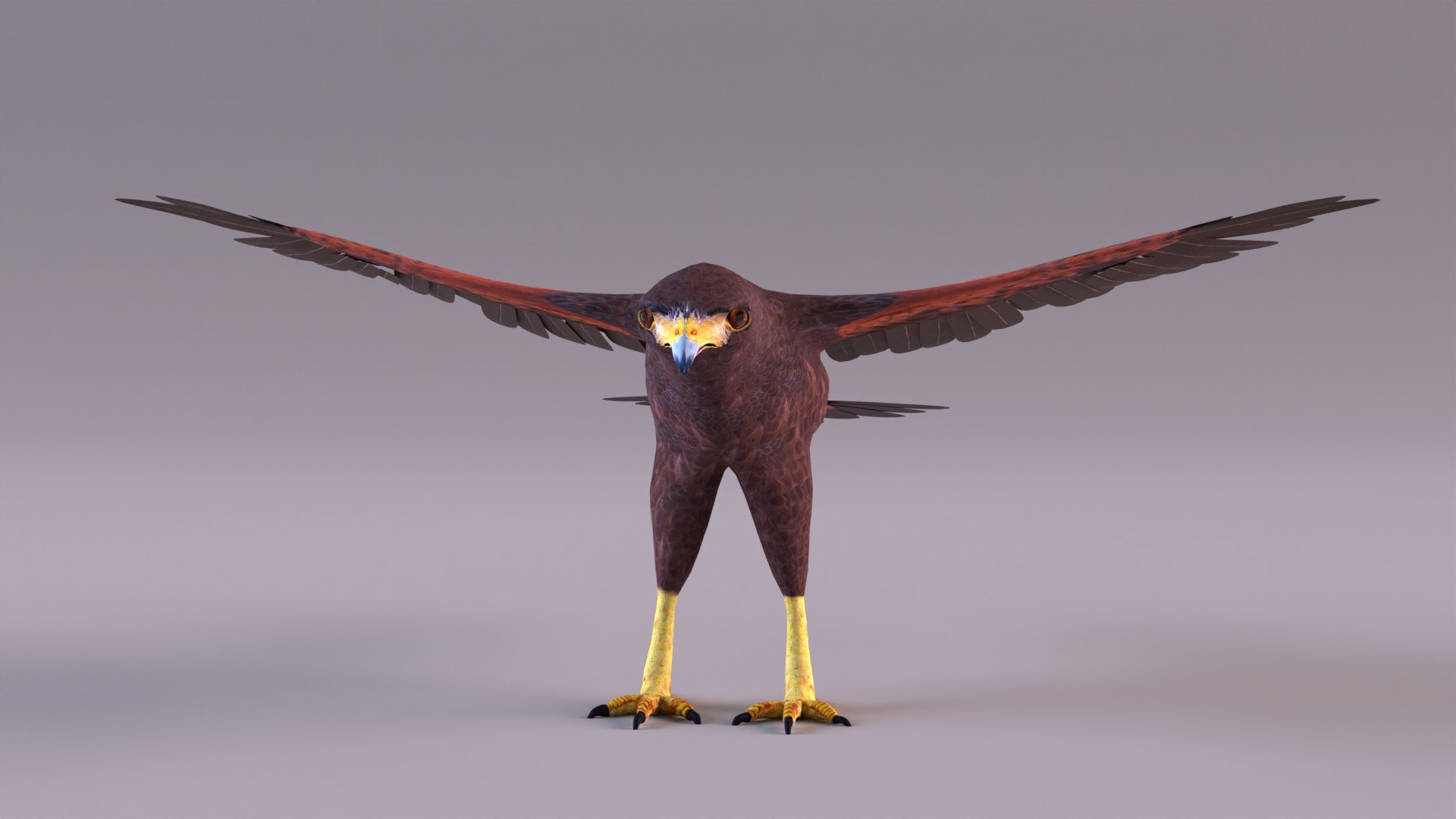 3D harris hawk model - TurboSquid 1201244