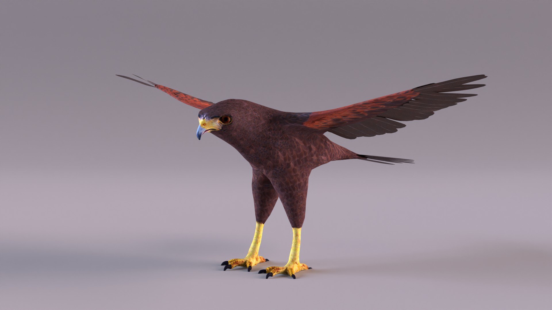 3D harris hawk model - TurboSquid 1201244