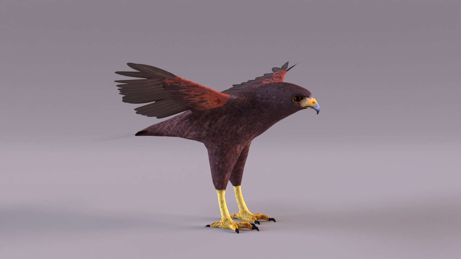 3D harris hawk model - TurboSquid 1201244