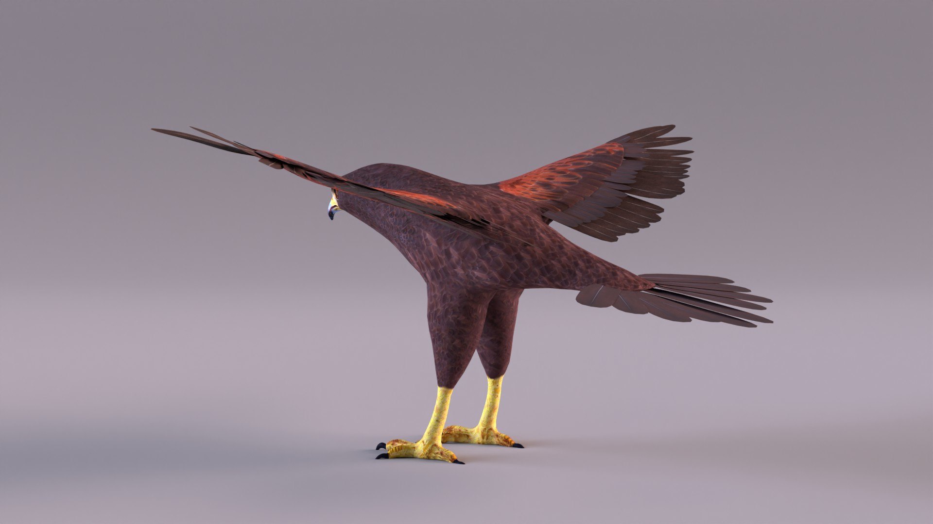 3D harris hawk model - TurboSquid 1201244