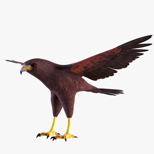 Hawk 3D Models for Download | TurboSquid