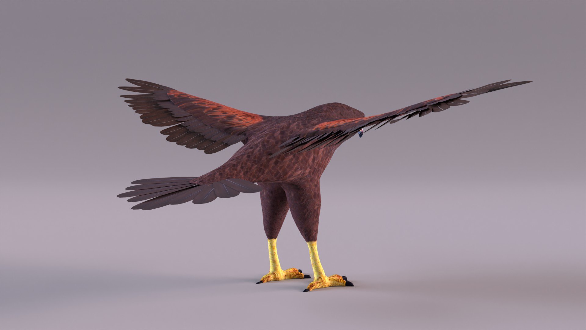 3D harris hawk model - TurboSquid 1201244