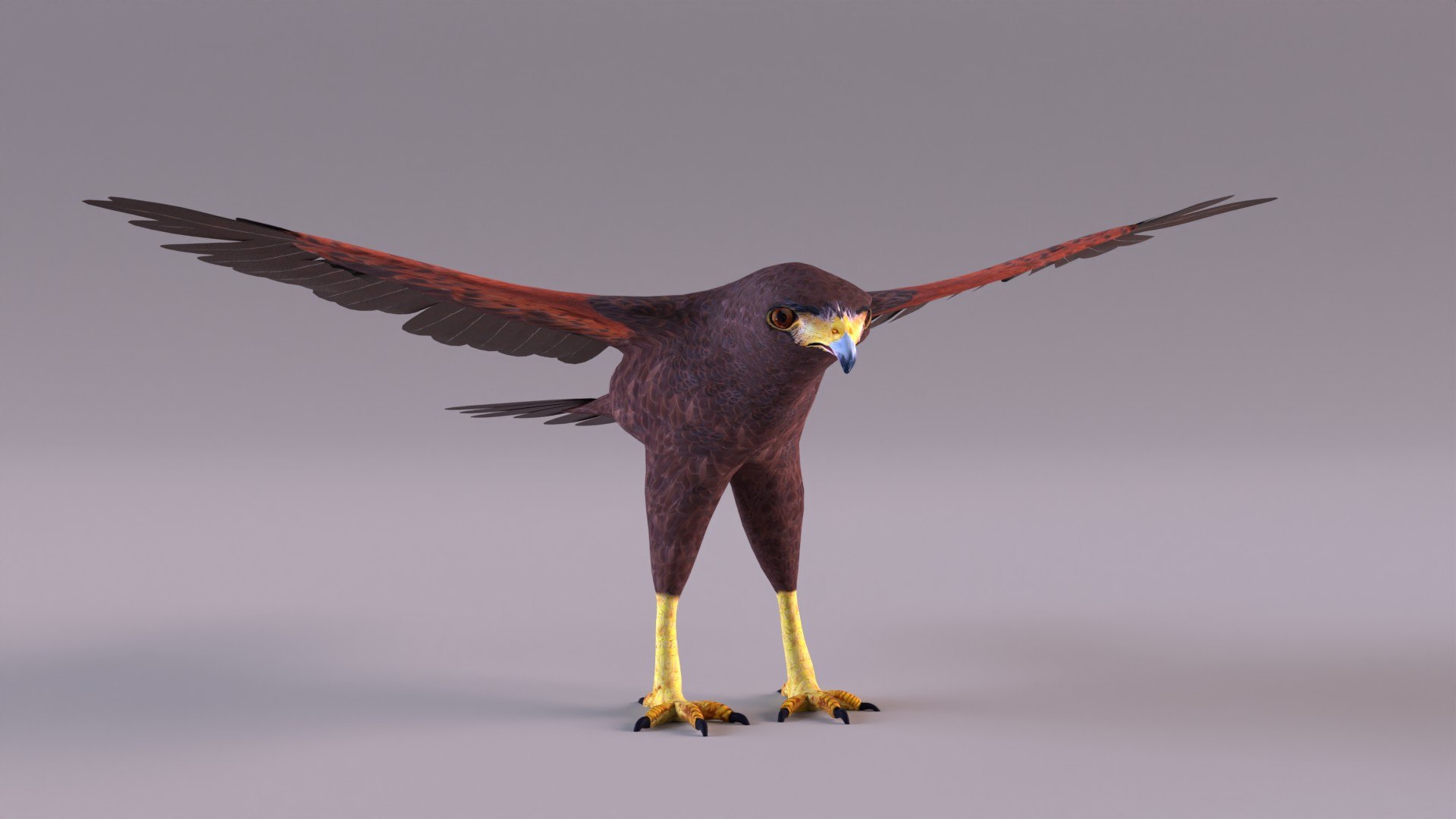 3D harris hawk model - TurboSquid 1201244
