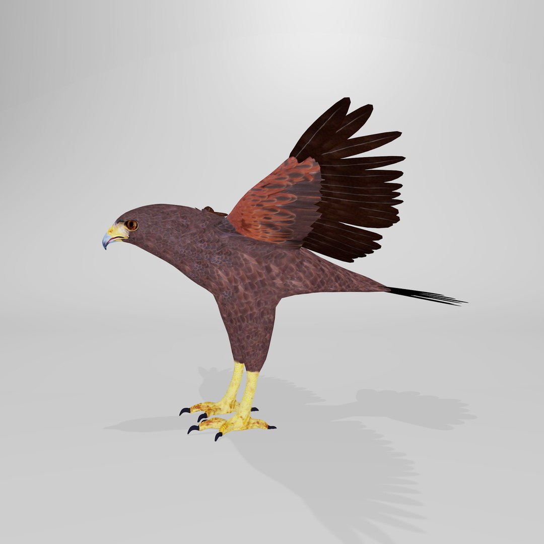 3D harris hawk model - TurboSquid 1201244