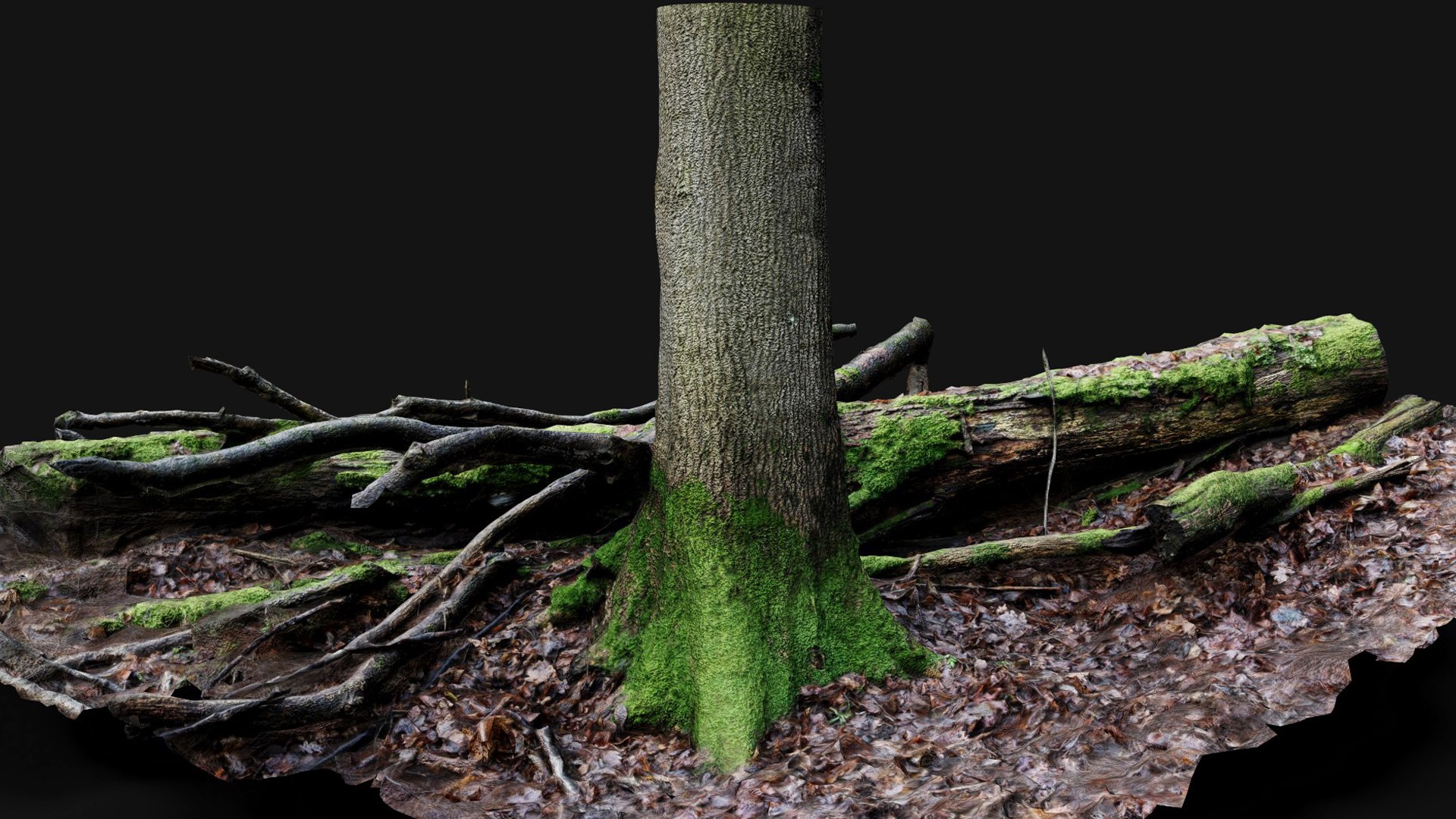 Forest Ground Trees Mossy Trunks Debris Pt9 Photogrammetry 3D Model ...