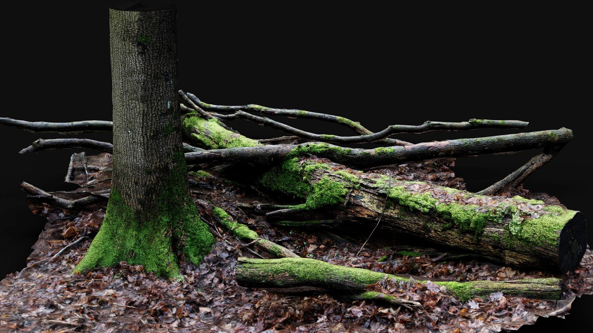 Forest Ground Trees Mossy Trunks Debris Pt9 Photogrammetry 3D Model ...