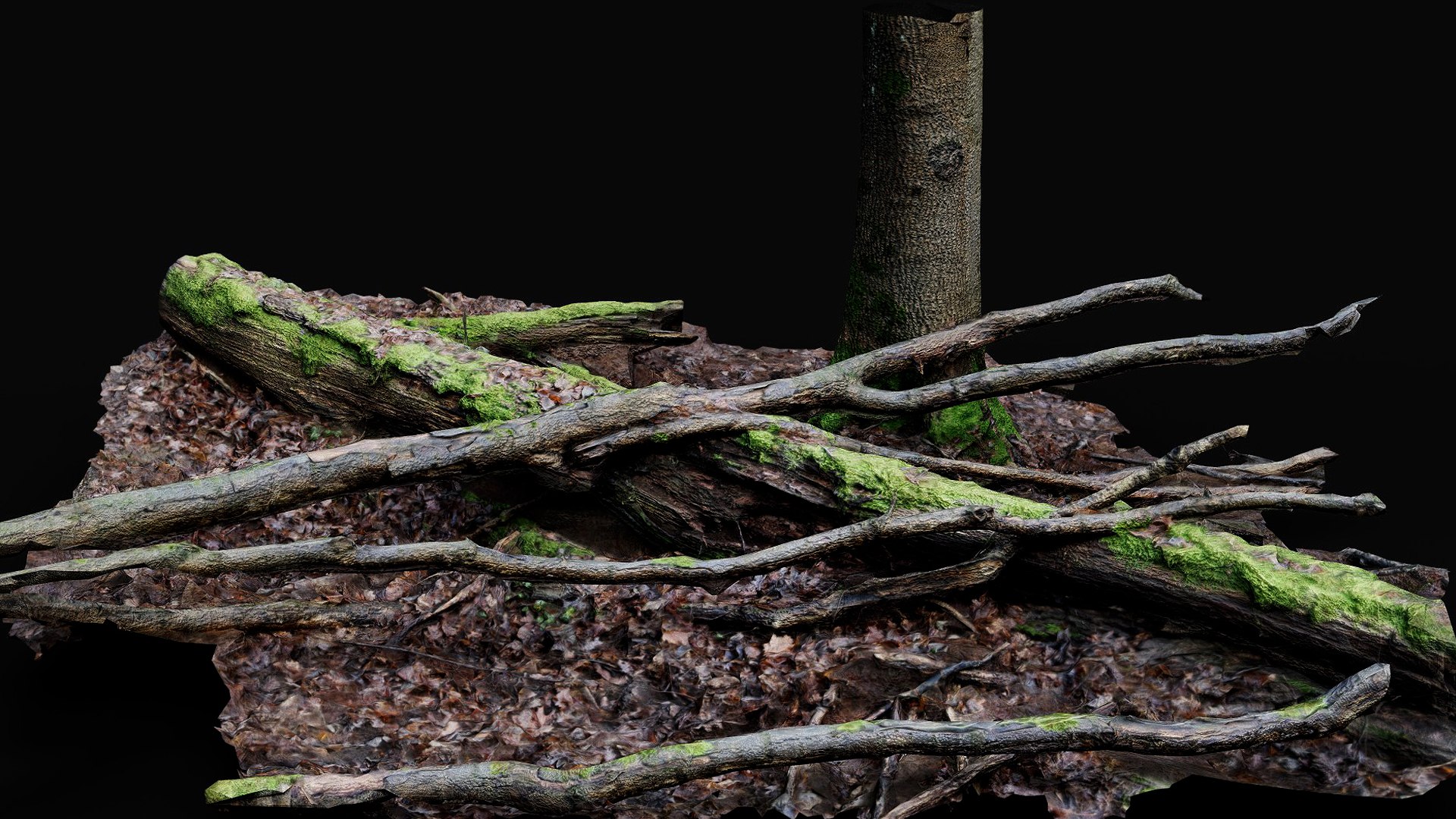 Forest Ground Trees Mossy Trunks Debris Pt9 Photogrammetry 3D Model ...