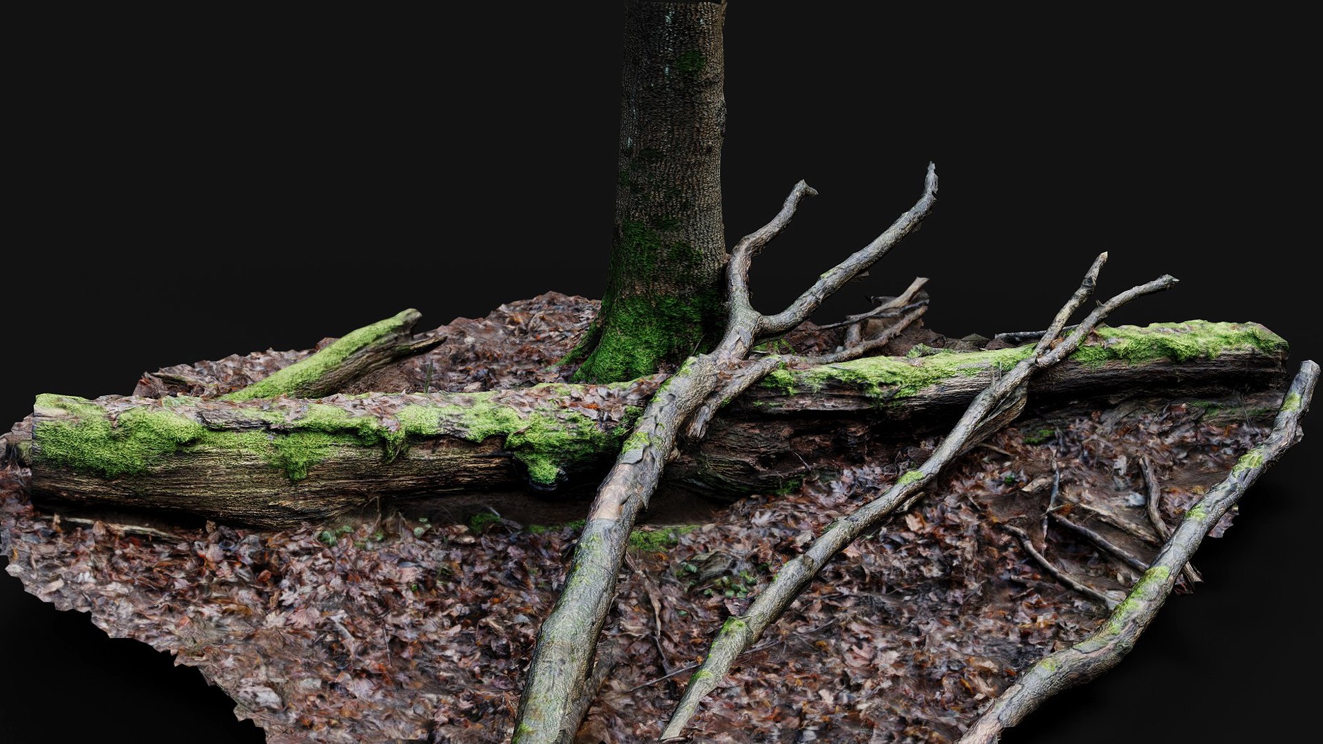 Forest Ground Trees Mossy Trunks Debris Pt9 Photogrammetry 3D Model ...