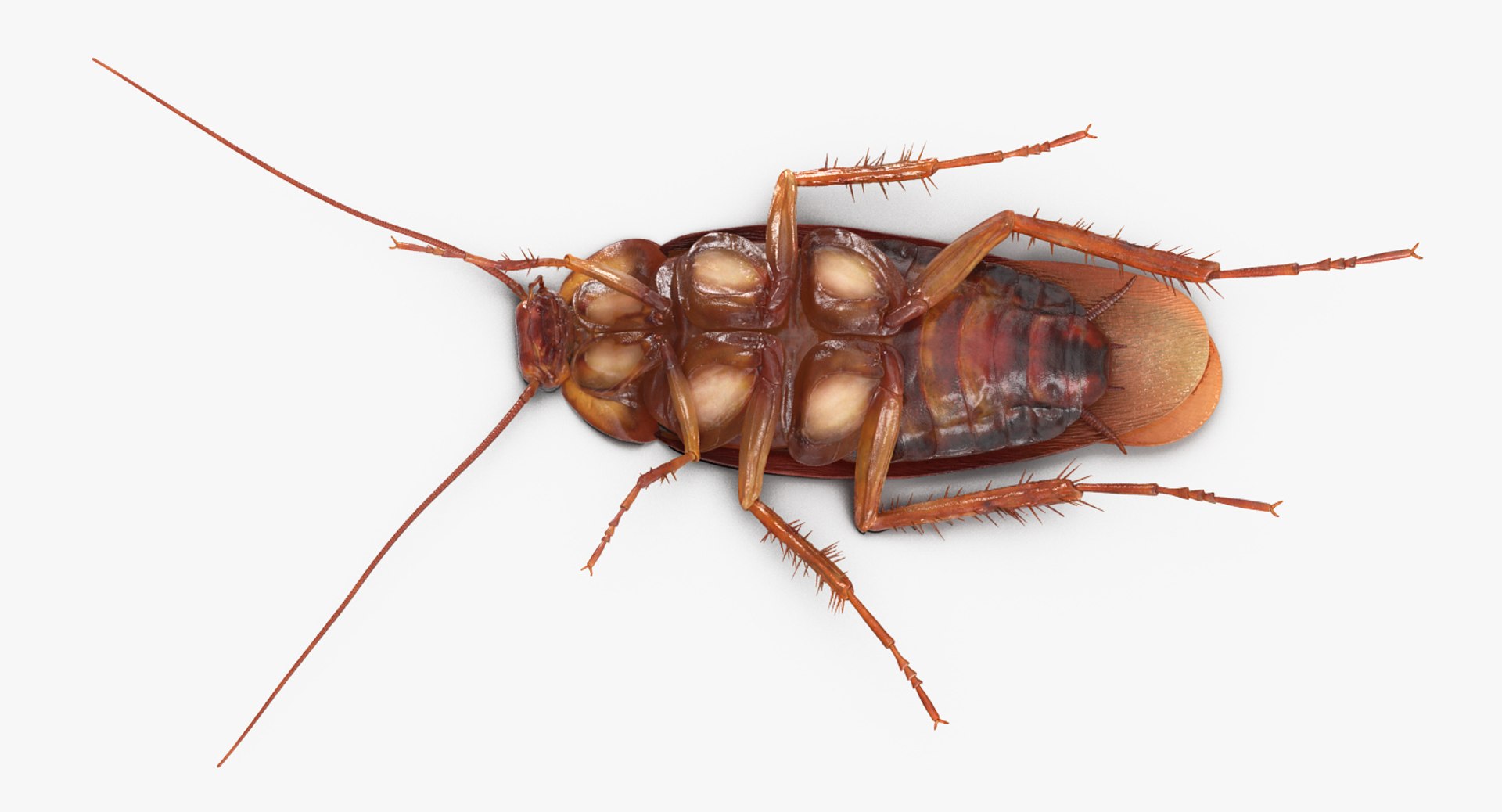 Cockroach Walking Pose 3D - TurboSquid 1195600