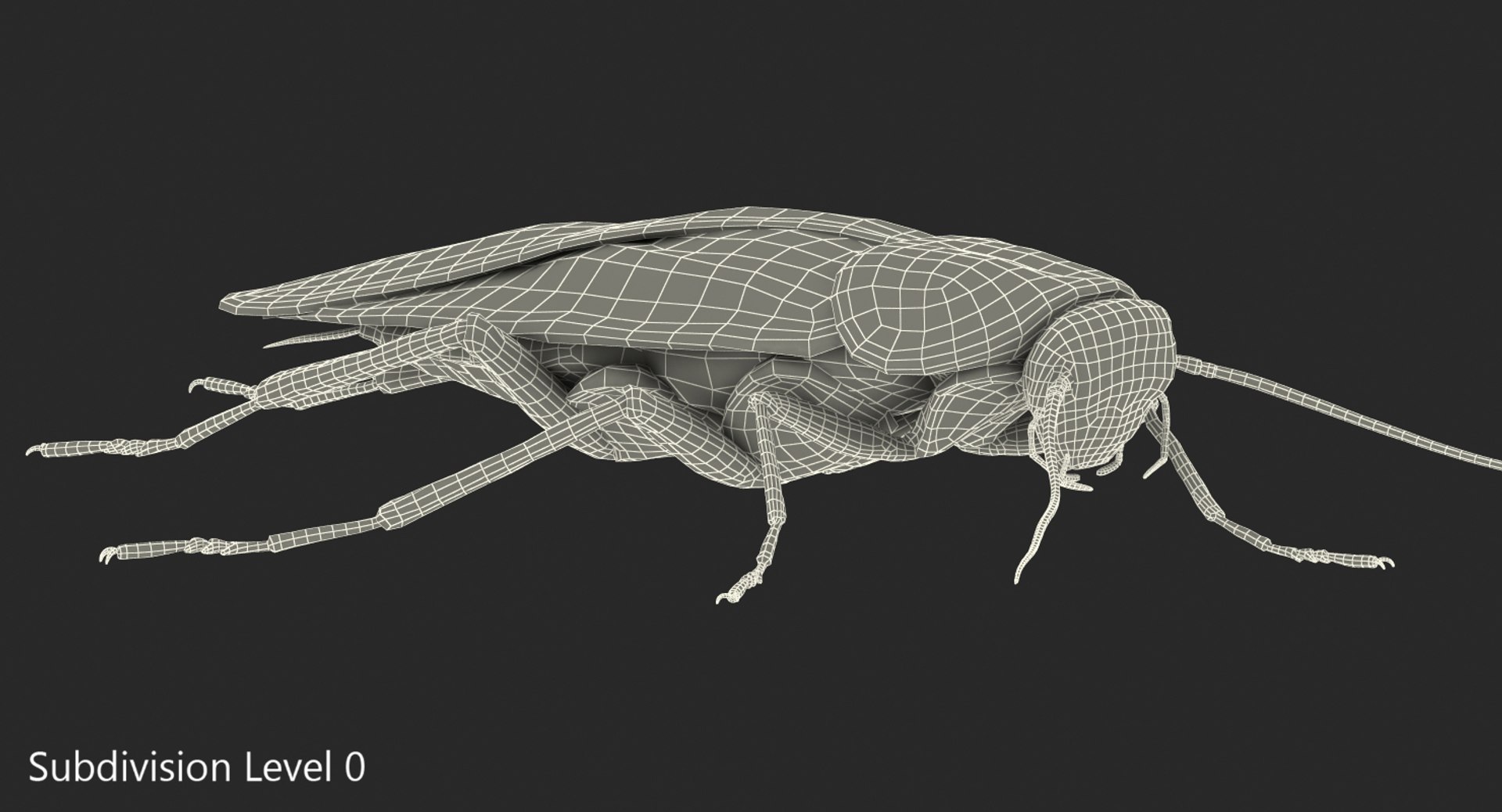 Cockroach Walking Pose 3D - TurboSquid 1195600