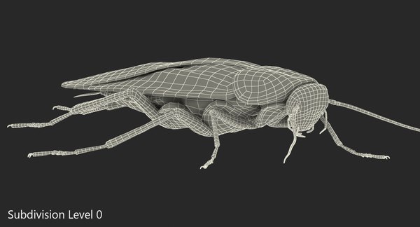 Cockroach walking pose 3D - TurboSquid 1195600