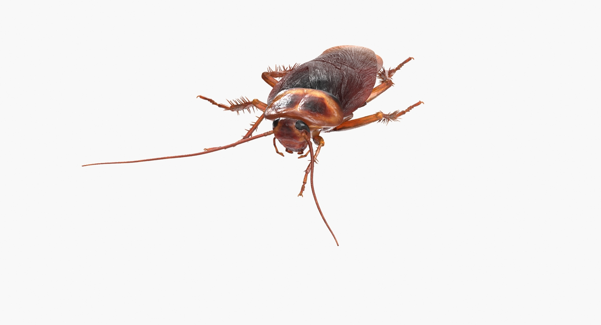 Cockroach Walking Pose 3D - TurboSquid 1195600