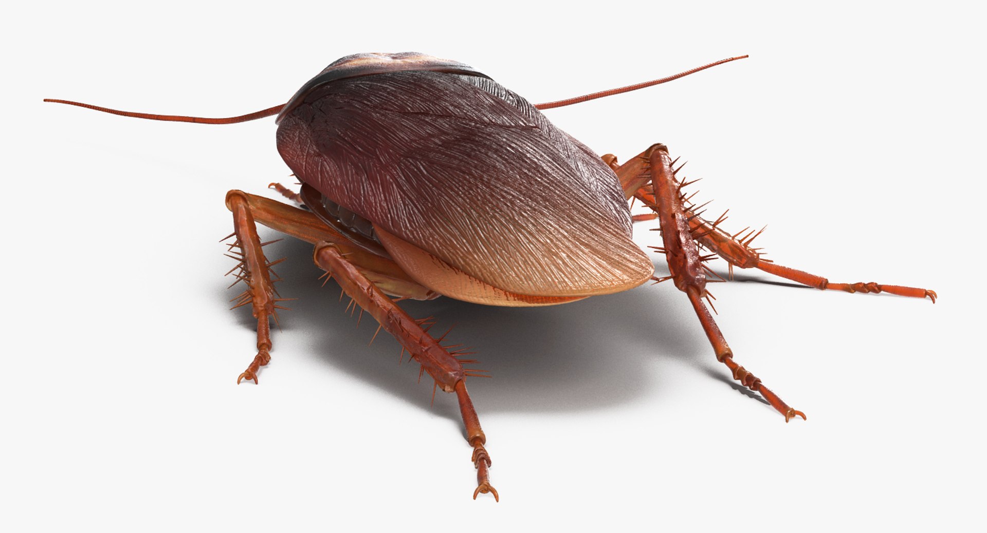 Cockroach Walking Pose 3D - TurboSquid 1195600