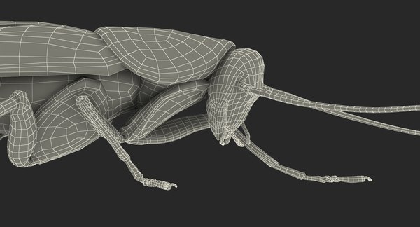 Cockroach walking pose 3D - TurboSquid 1195600