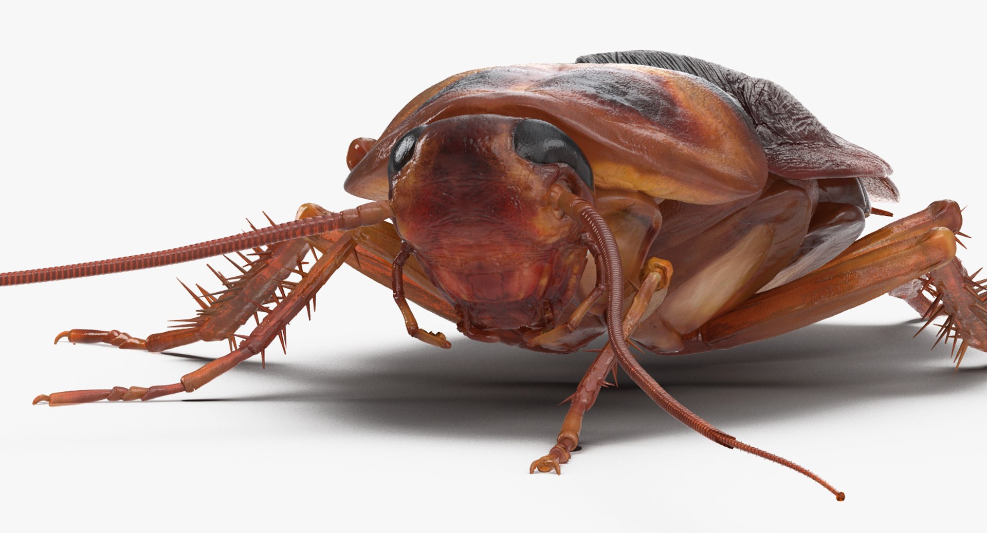 Cockroach Walking Pose 3D - TurboSquid 1195600