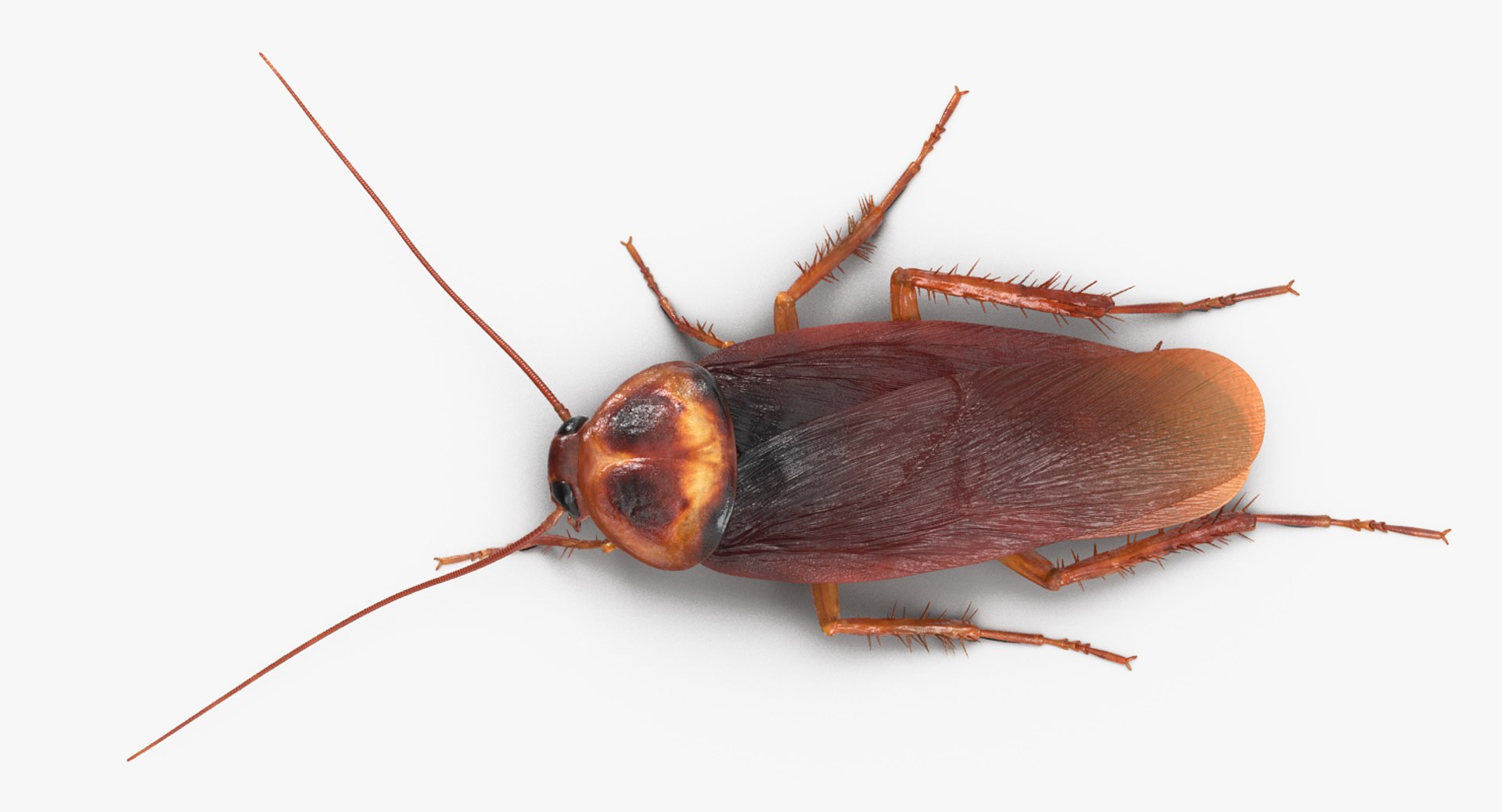 Cockroach Walking Pose 3D - TurboSquid 1195600
