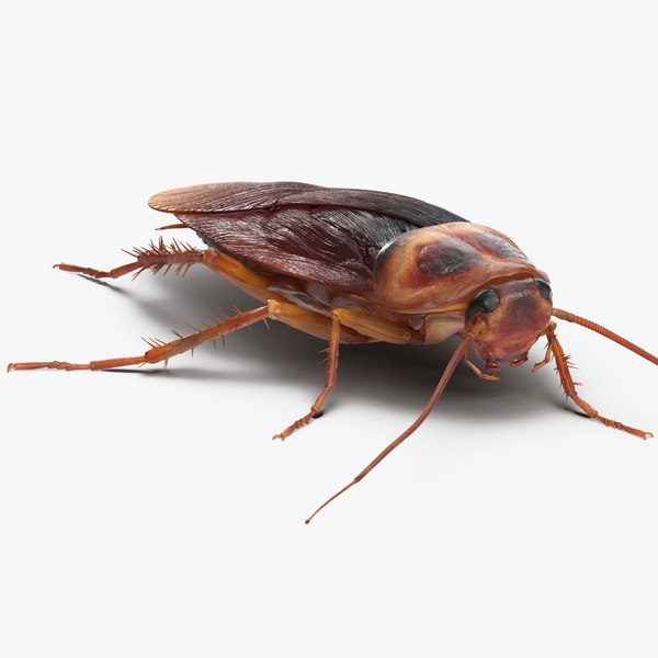 Cockroach walking pose 3D - TurboSquid 1195600