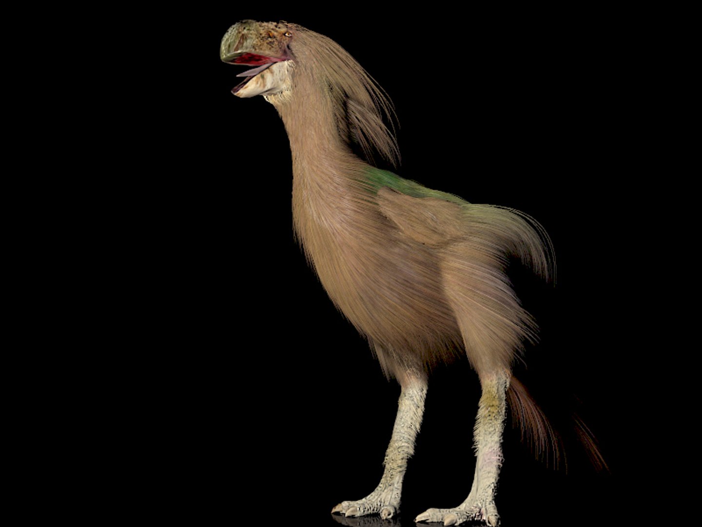 Animations Diatryma Max