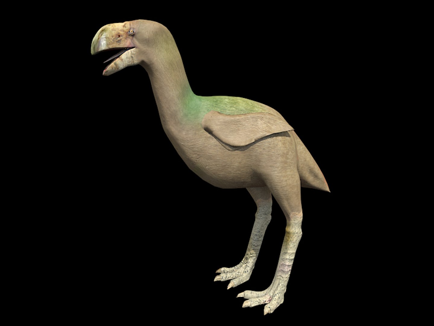 Animations Diatryma Max