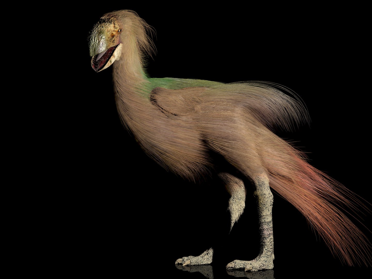 Animations Diatryma Max