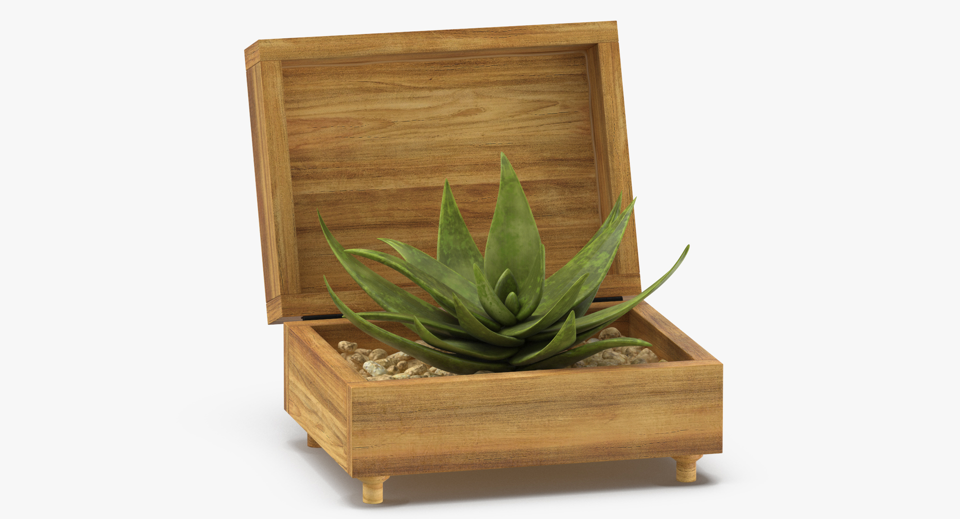 Aloe Box Plant 3D - TurboSquid 1295697