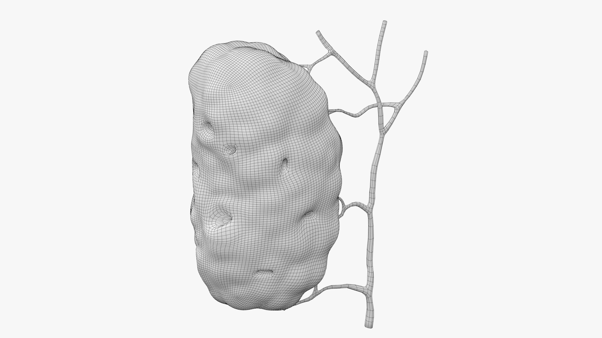 3D Palatine Tonsil - TurboSquid 1933972