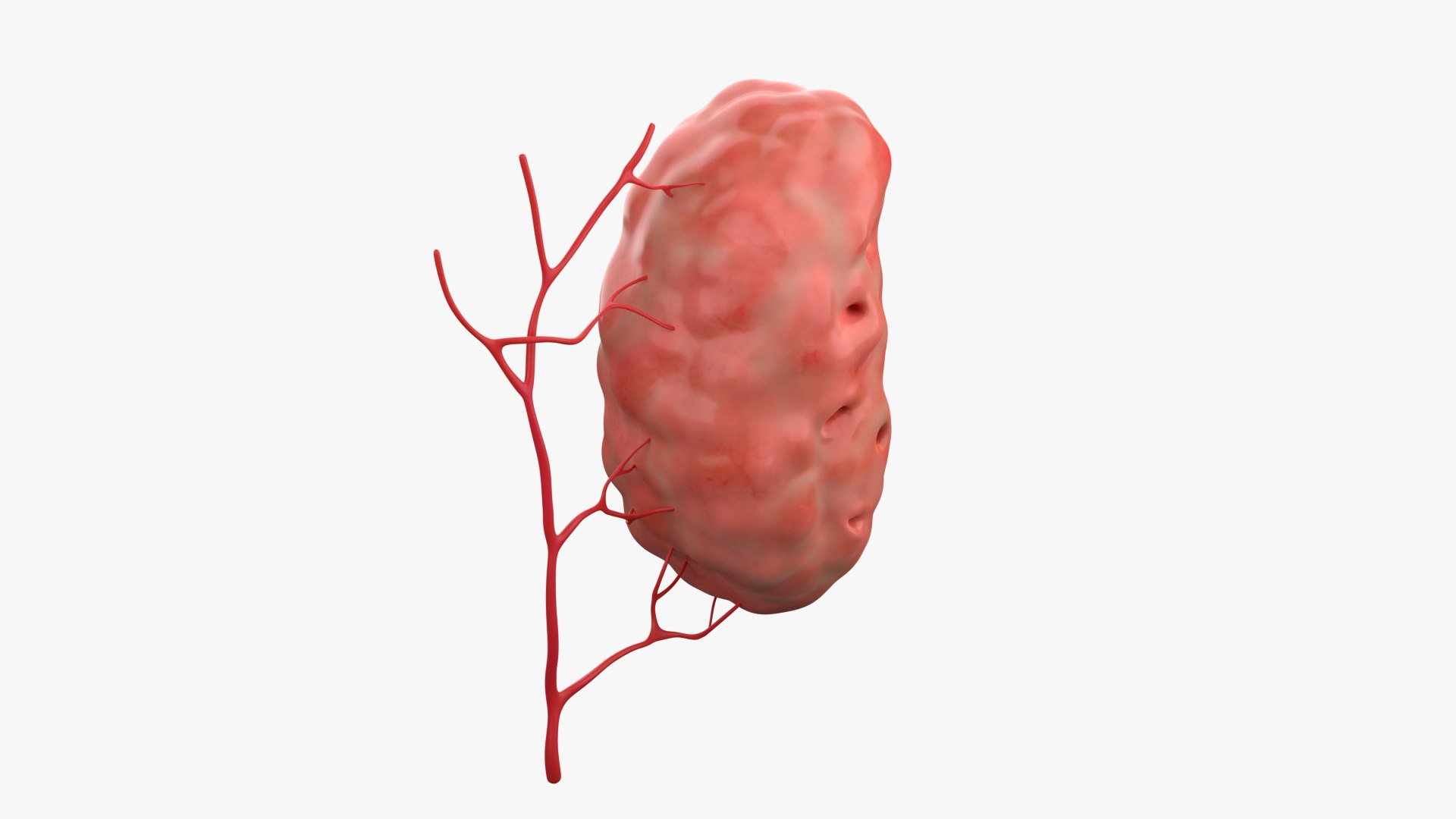 3D Palatine Tonsil - TurboSquid 1933972