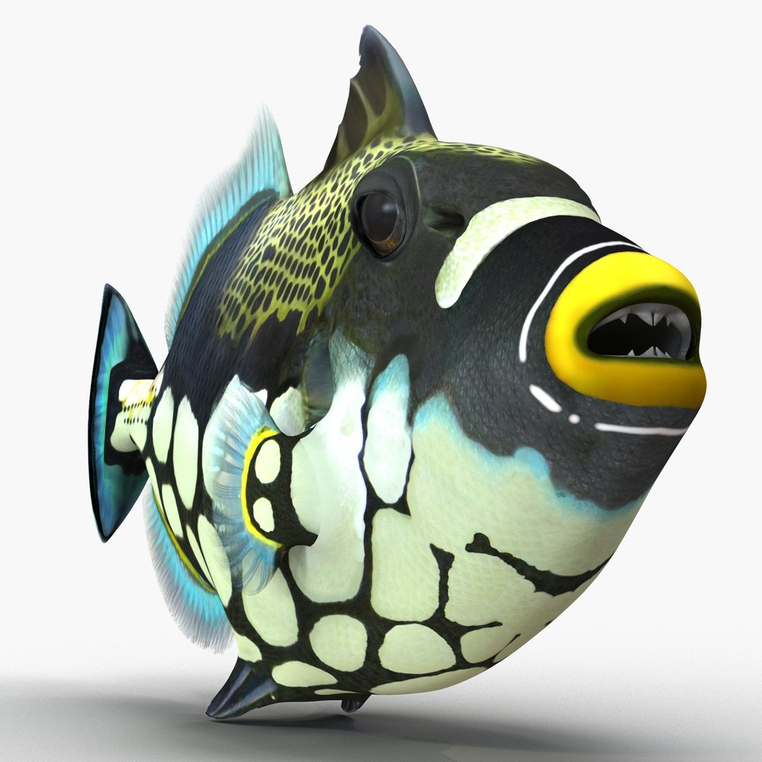 3d model clown trigger fish rigged