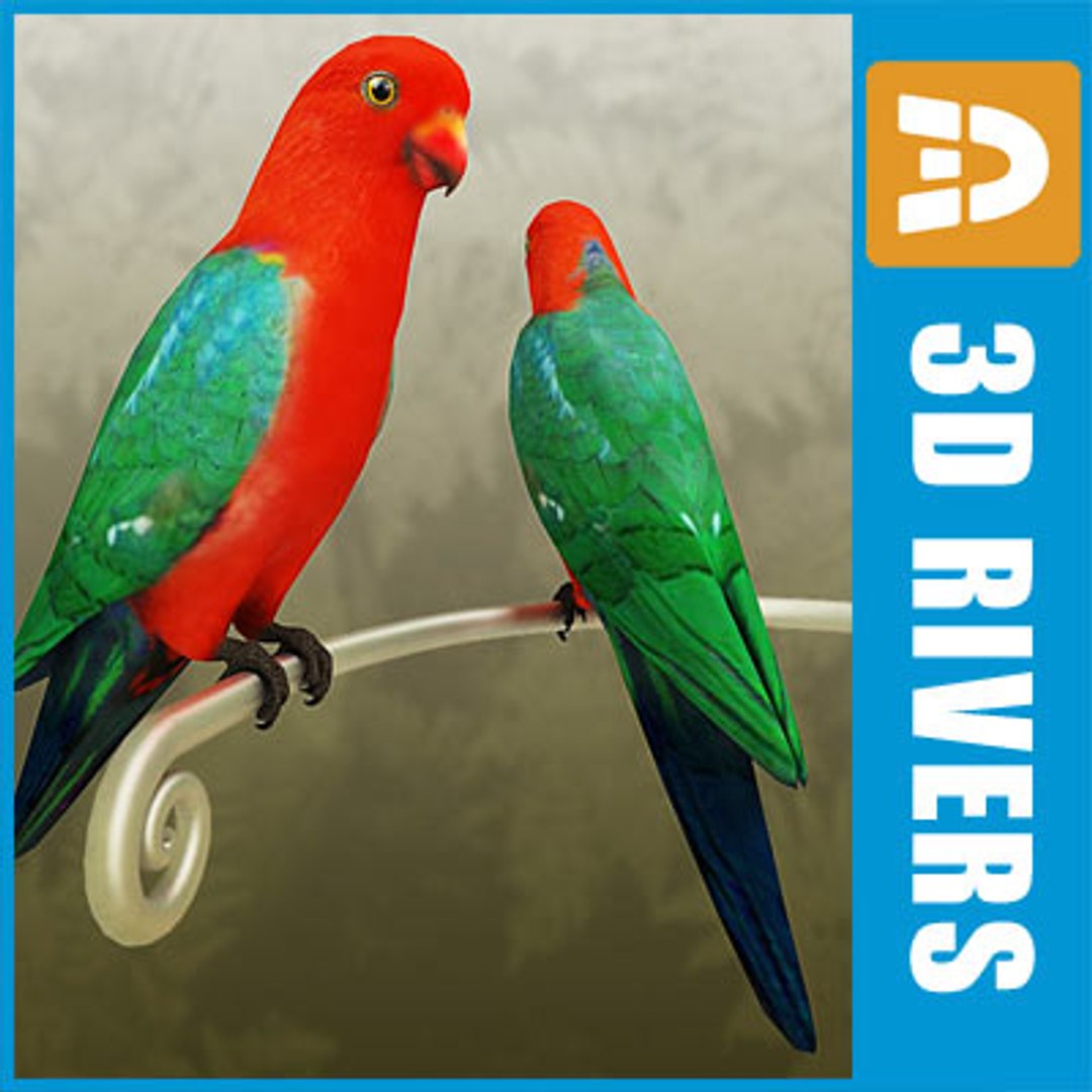3dsmax King Parrot Birds