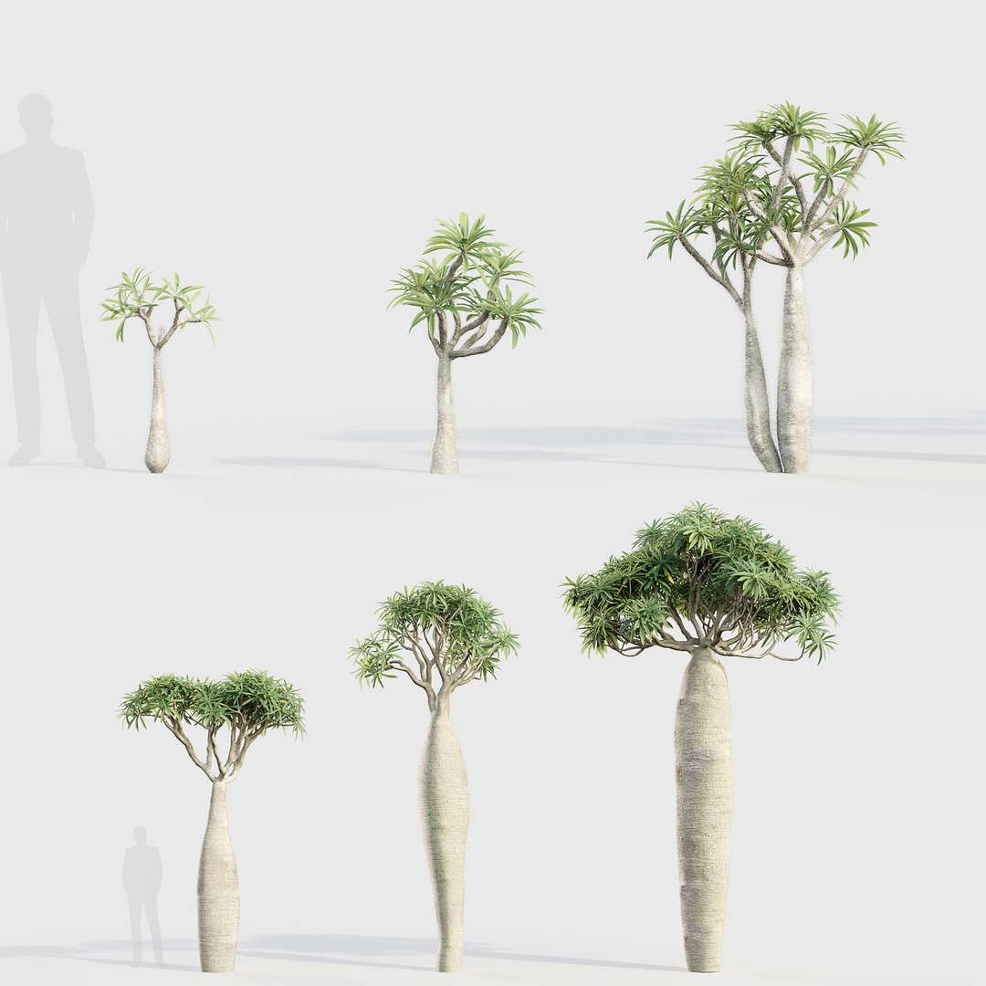 Pachypodium Geayi Madagascar Palm 3D Model - TurboSquid 2082693