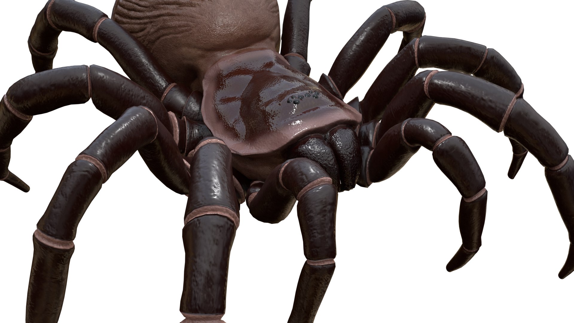 Hourglass Spider 3D Model - TurboSquid 1313805