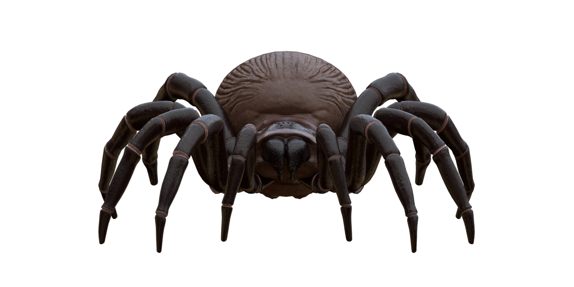 Hourglass Spider 3D Model - TurboSquid 1313805