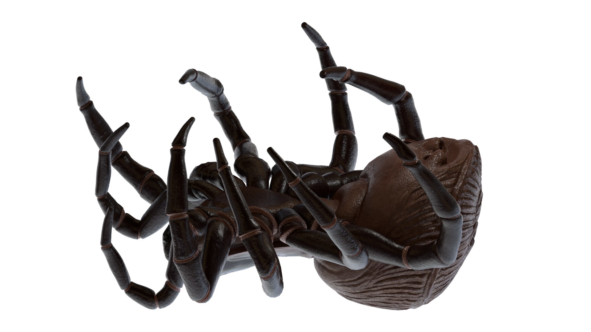 Hourglass Spider 3D Model - TurboSquid 1313805