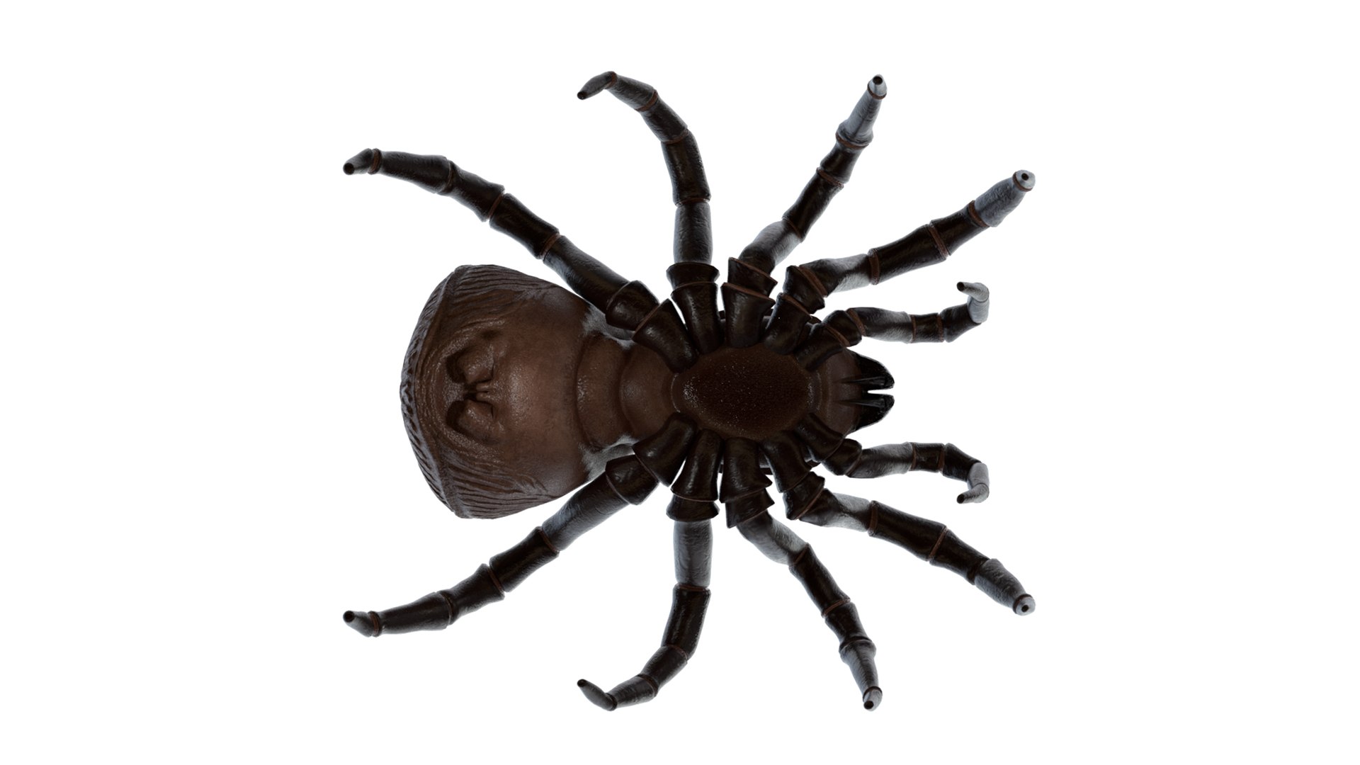 Hourglass Spider 3D Model - TurboSquid 1313805