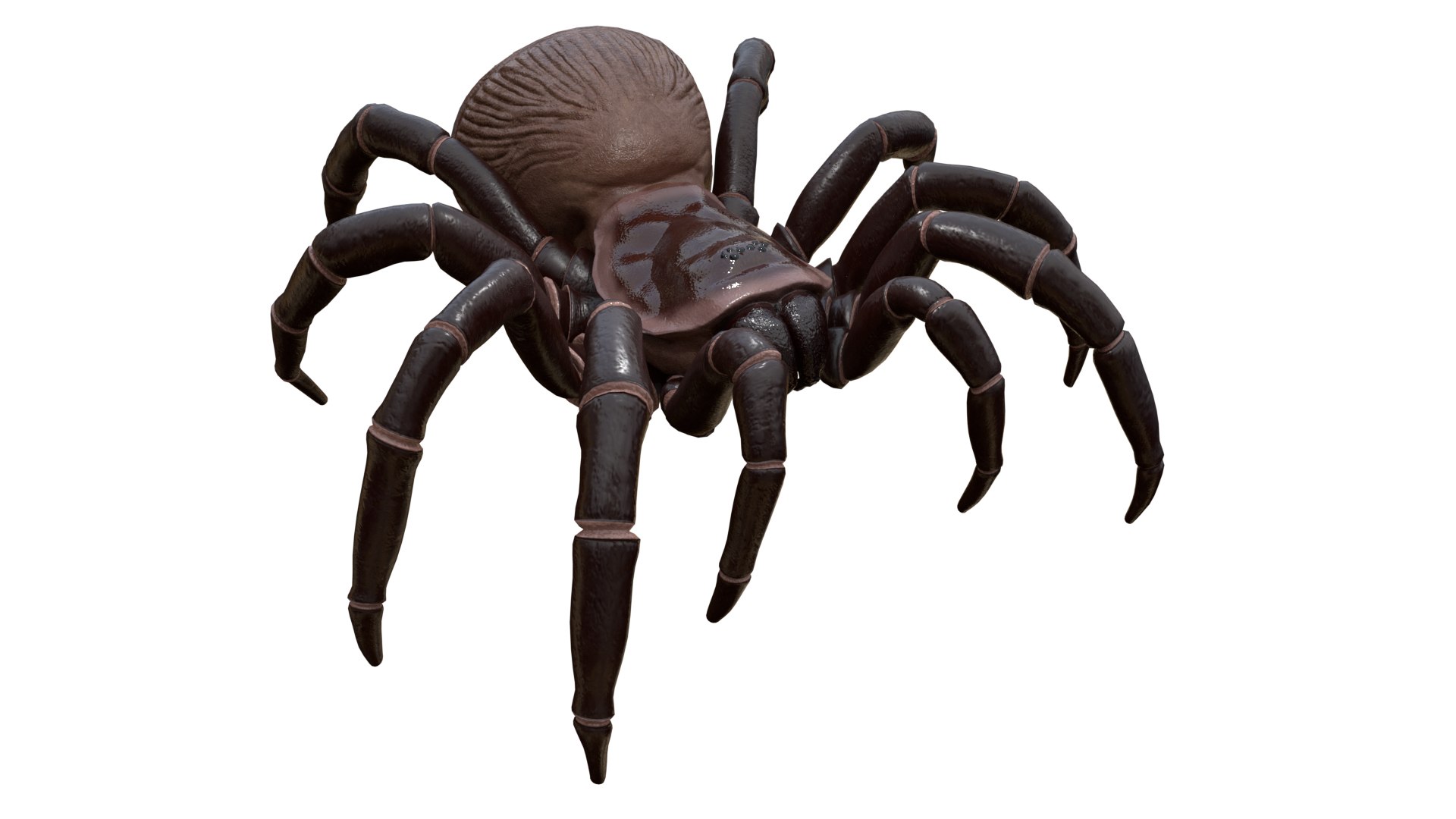 Hourglass Spider 3D Model - TurboSquid 1313805