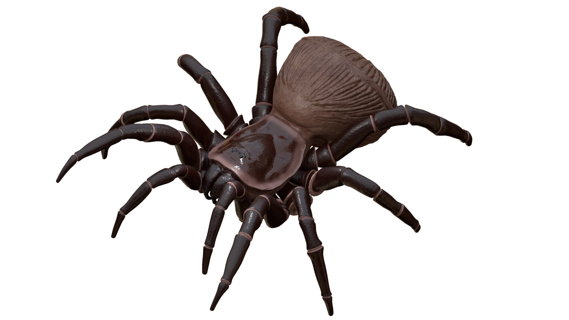 Hourglass Spider 3D Model - TurboSquid 1313805