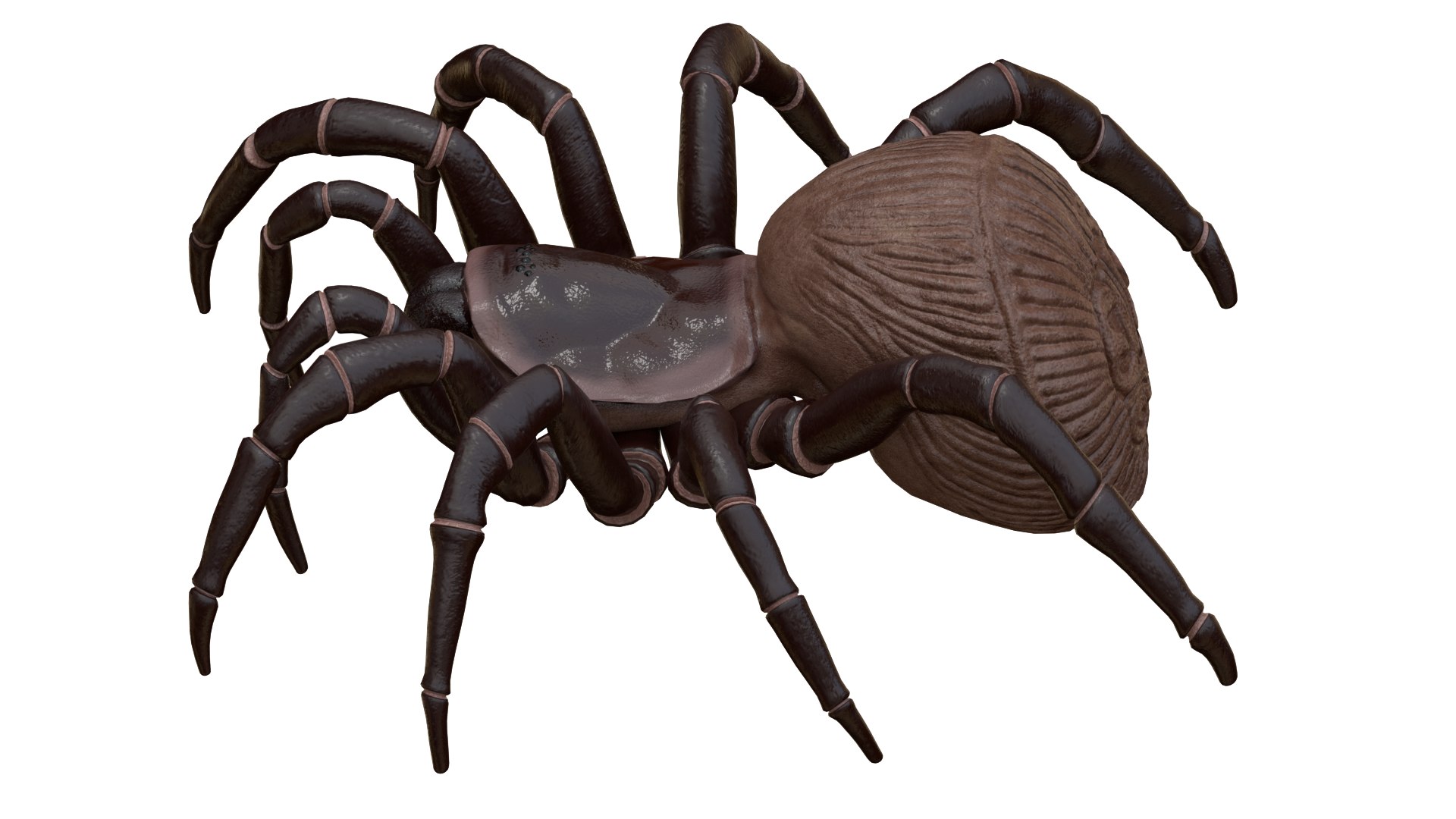 Hourglass Spider 3D Model - TurboSquid 1313805