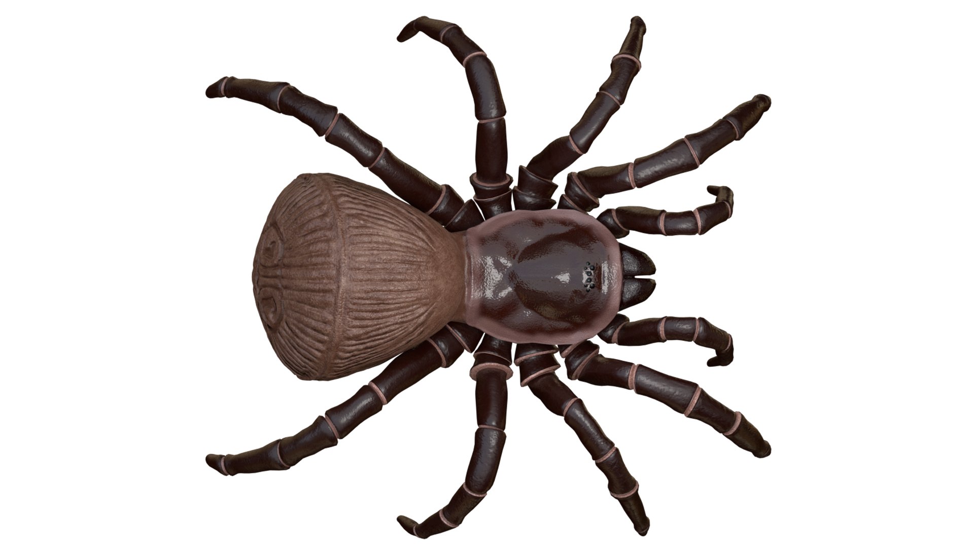 Hourglass Spider 3D Model - TurboSquid 1313805