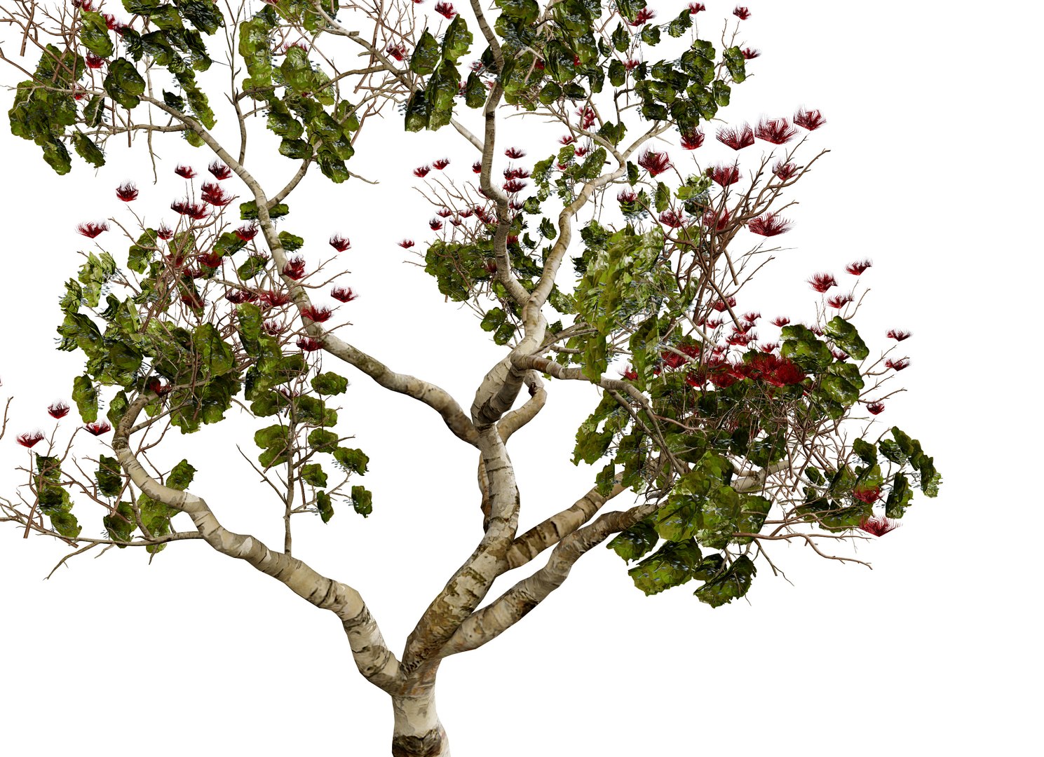 3D Model Hawaiian Ohia Lehua Tree 3D Model - TurboSquid 2155157