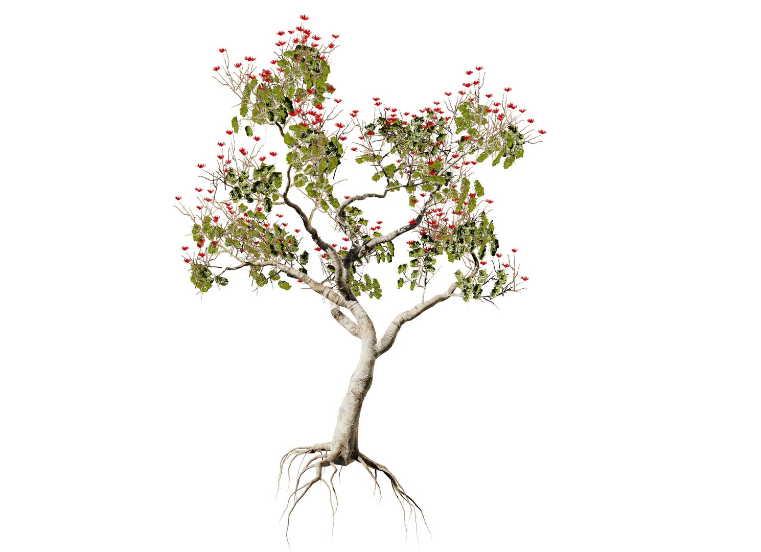 3D Model Hawaiian Ohia Lehua Tree 3D Model - TurboSquid 2155157