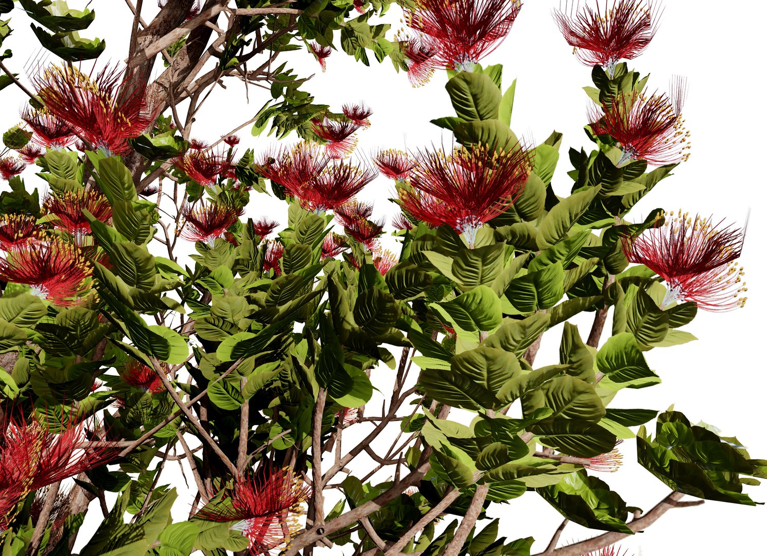 3D Model Hawaiian Ohia Lehua Tree 3D Model - TurboSquid 2155157