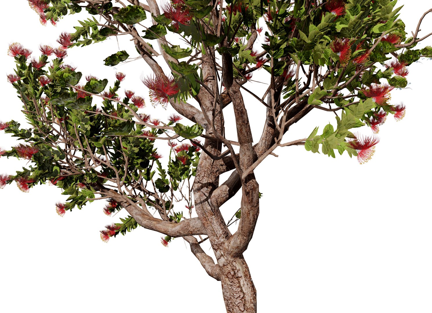 3D model Hawaiian Ohia Lehua Tree 3D Model - TurboSquid 2155157