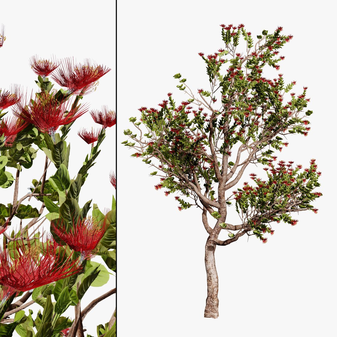 3D Model Hawaiian Ohia Lehua Tree 3D Model - TurboSquid 2155157