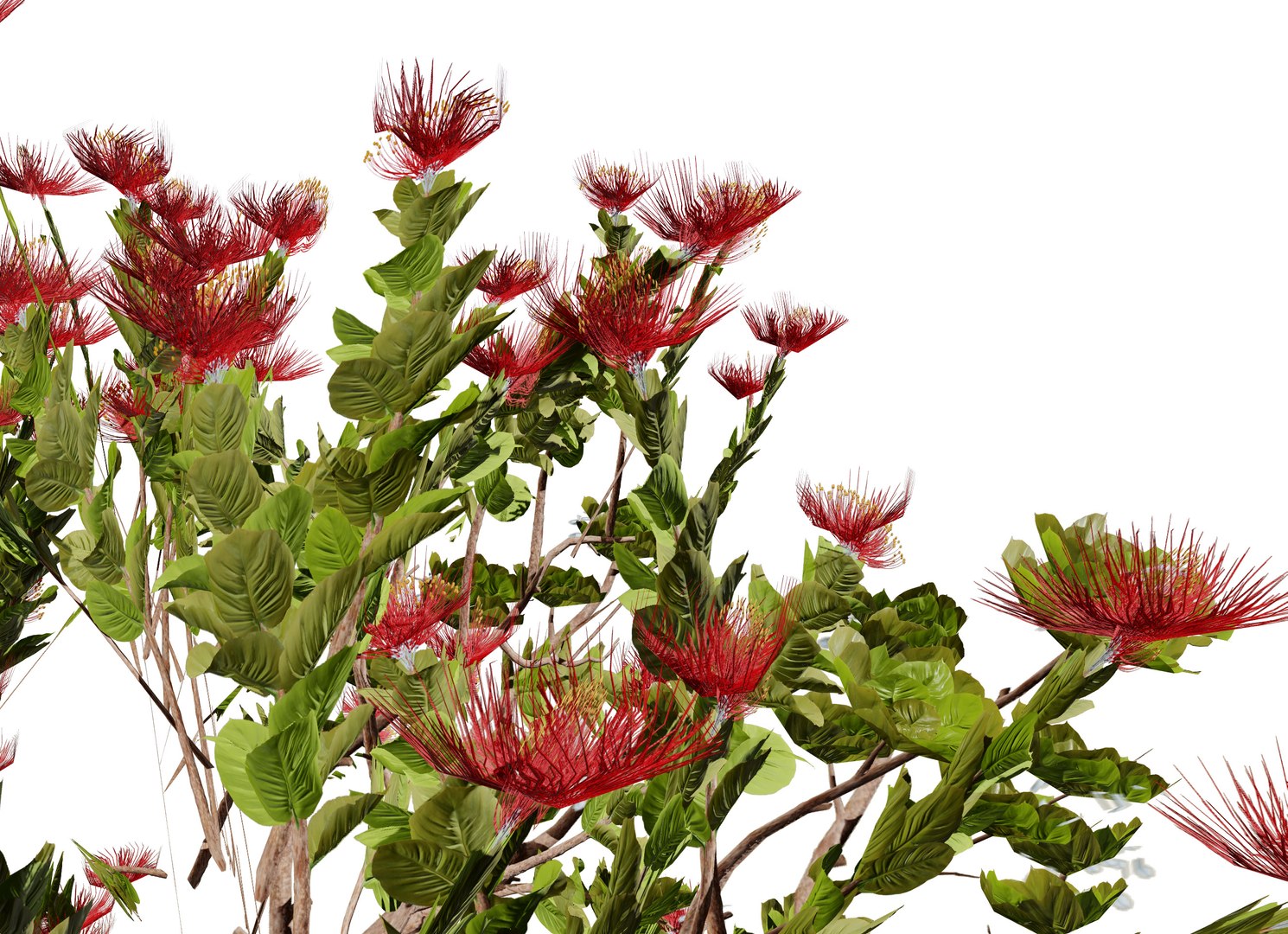 3D Model Hawaiian Ohia Lehua Tree 3D Model - TurboSquid 2155157