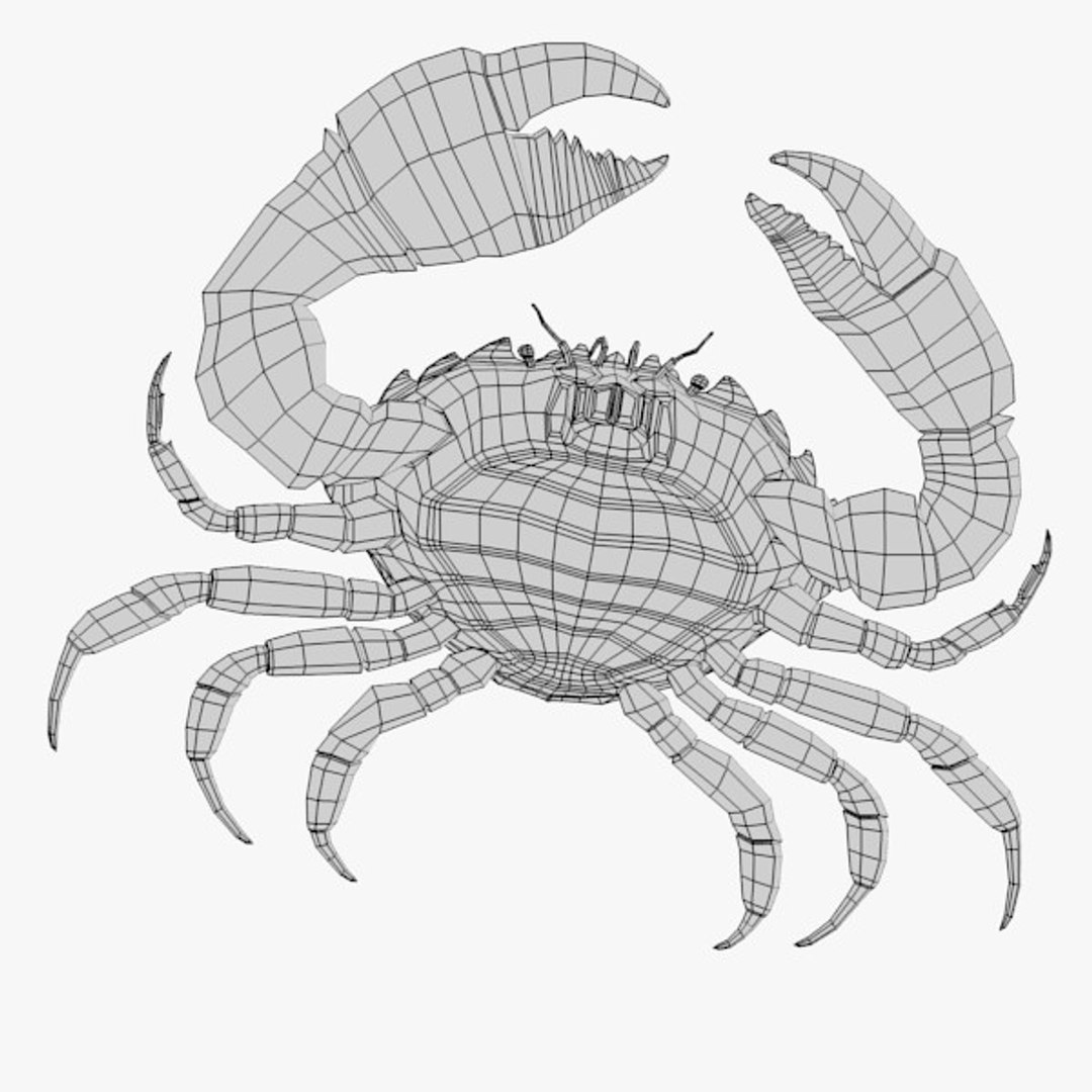 3d Model Crab Menippe Mercenaria