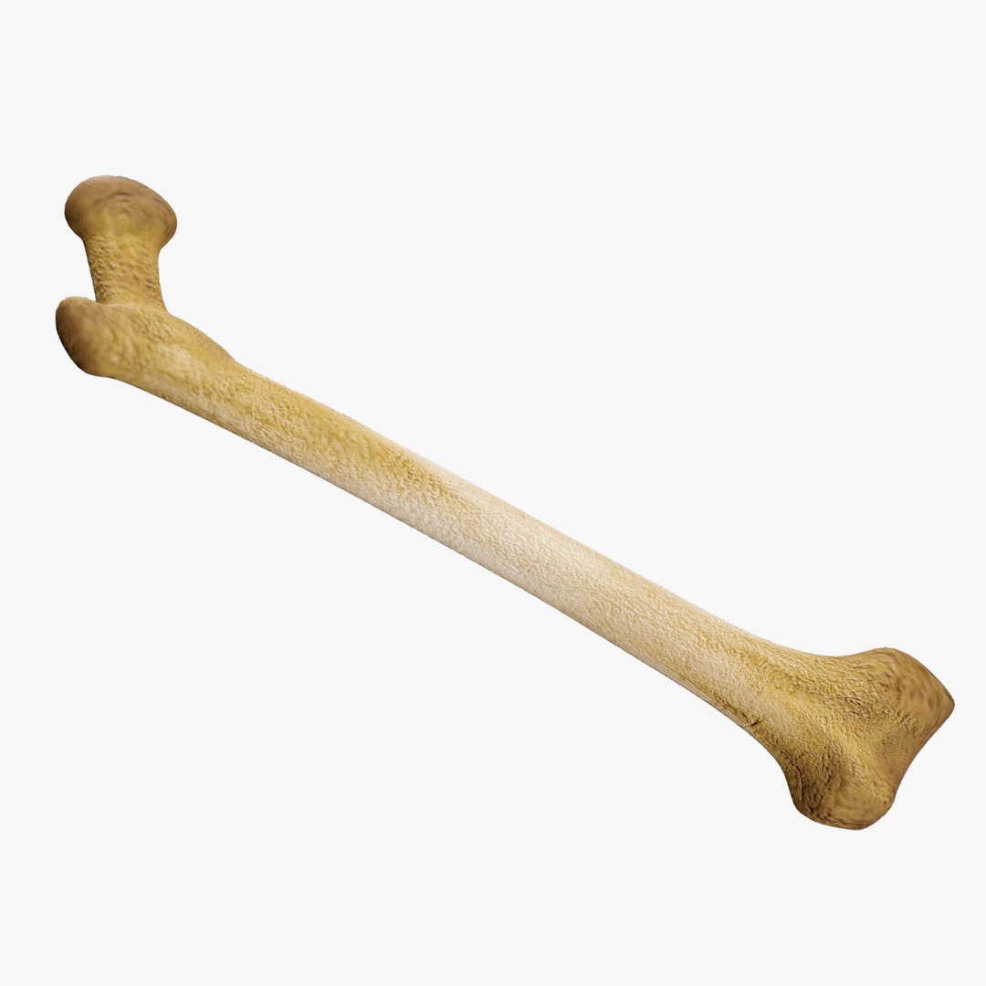 3D human femur bone - TurboSquid 1695617