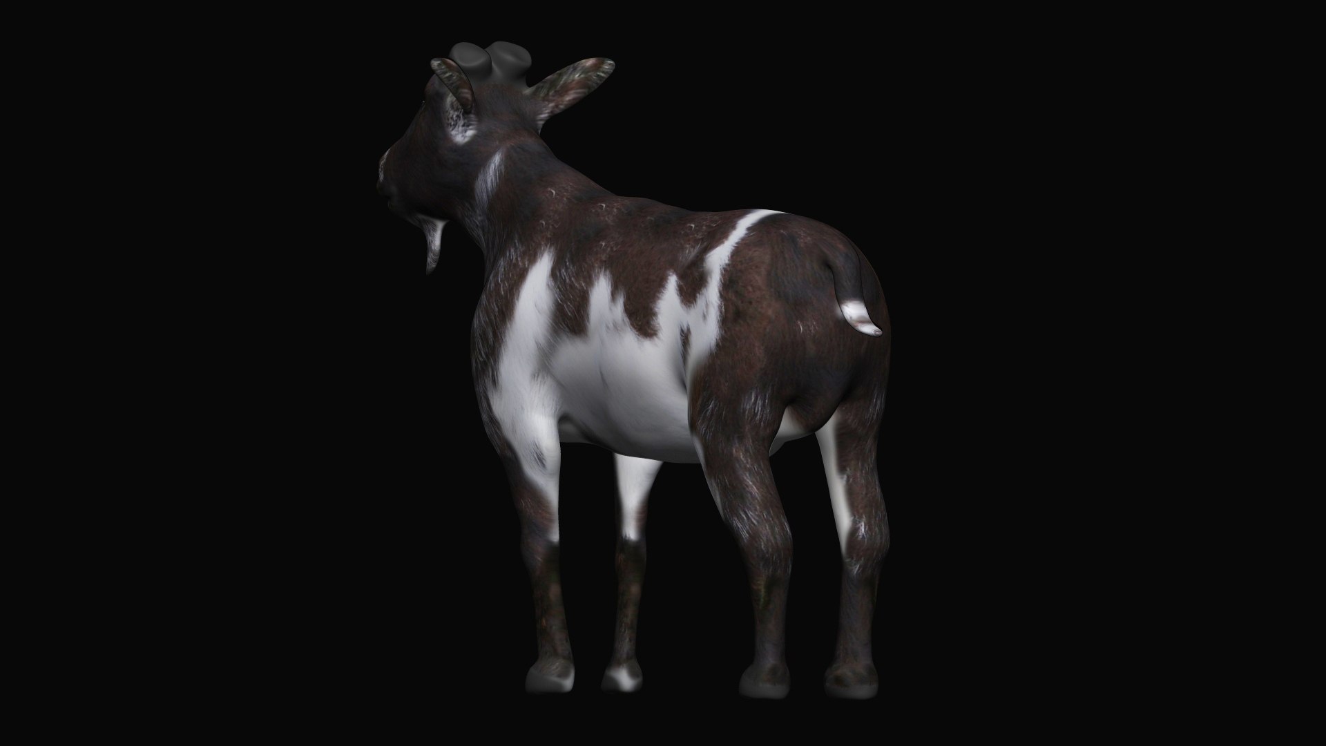 3D Fully Rigged Goat - TurboSquid 1694843