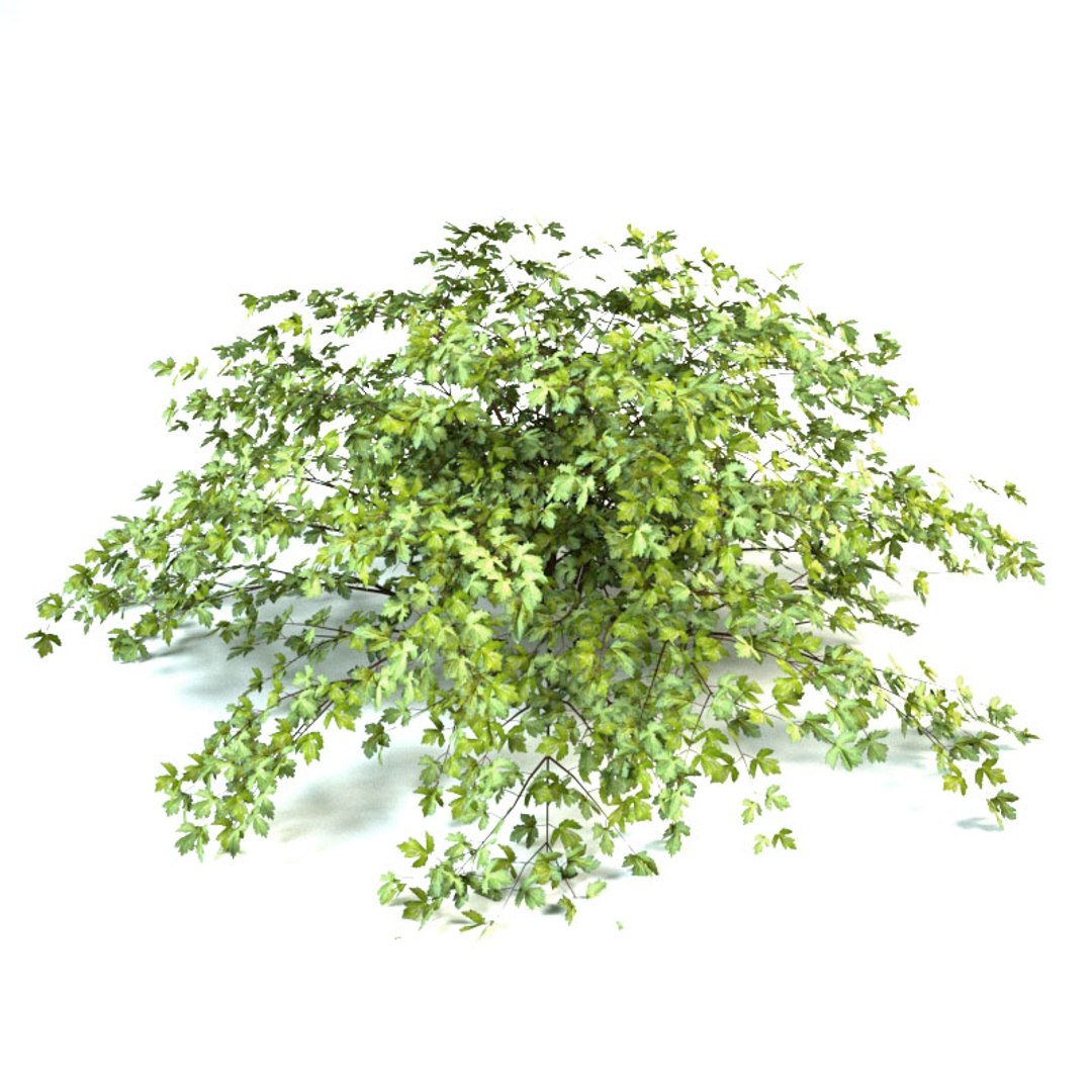 3D Model Lace Shrub Stephanandra Incisa - TurboSquid 1459065